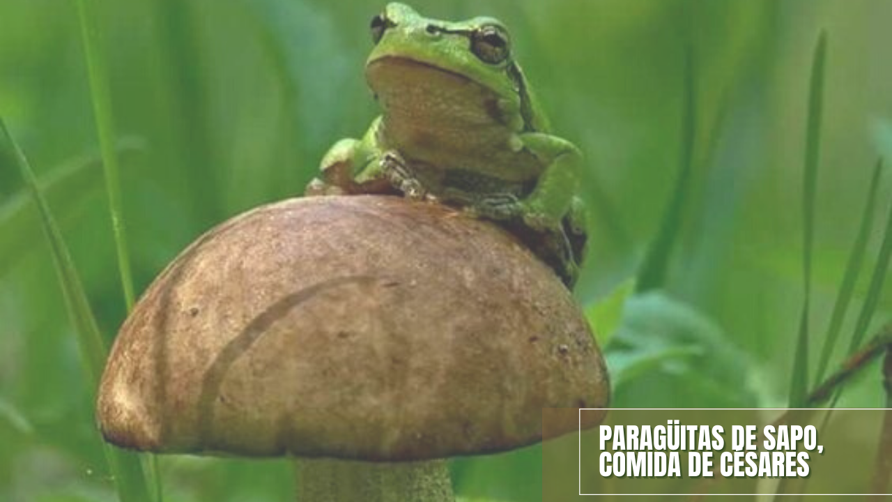Paragüitas de Sapo, Comida de Césares - Coseguro